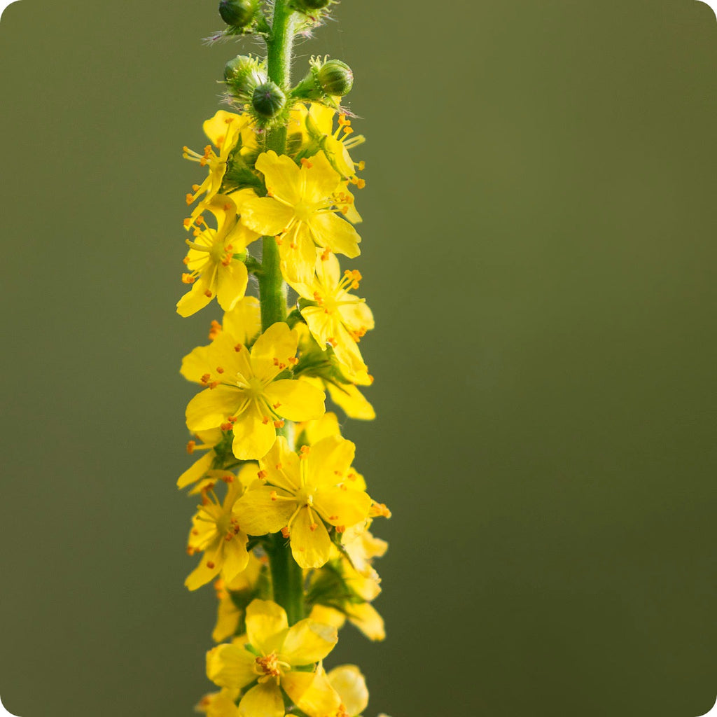 Agrimony Seeds Heirloom Untreated NON GMO From Canada Agrimony Seeds Heirloom Untreated NON GMO From Canada
