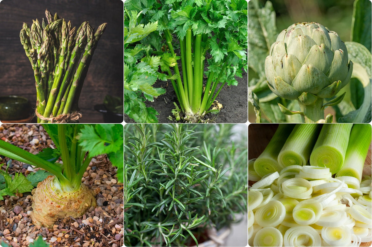 First Seeds To Start in Winter – The Incredible Seed Company Ltd