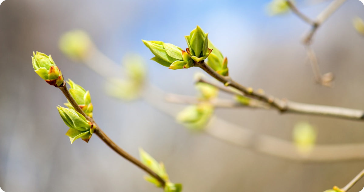 Planting Stratified Tree Seeds In Spring – The Incredible Seed Company Ltd