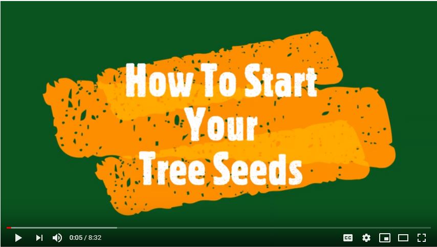 VIDEO - How To Start Your Tree Seeds – The Incredible Seed Company Ltd