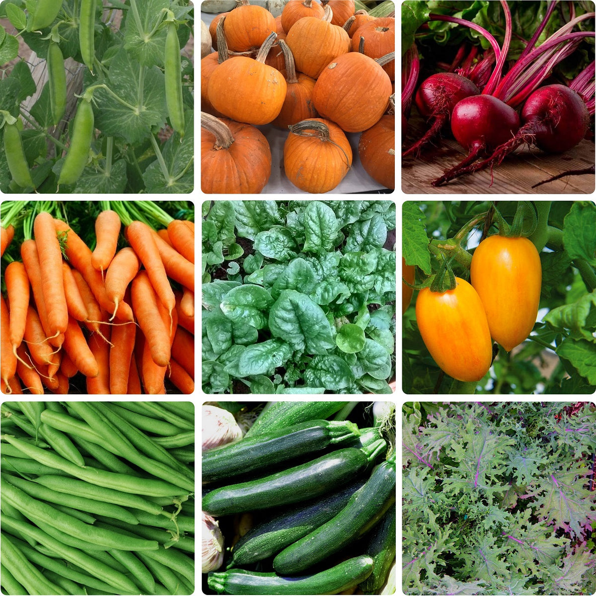 Seed Collections – Tagged "- Fruit Trees" – The Incredible Seed Company Ltd