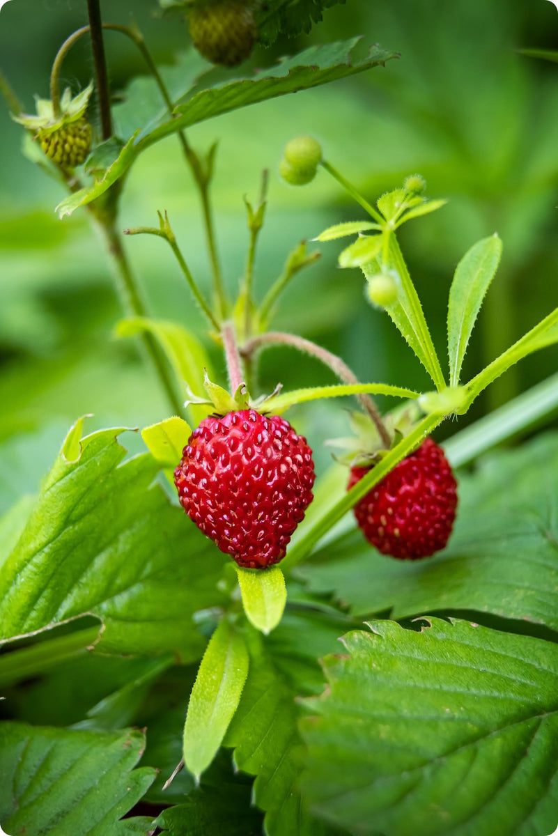 Fruit Seeds – The Incredible Seed Company Ltd