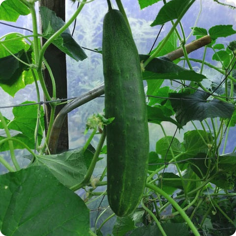 Cucumbers – The Incredible Seed Company Ltd