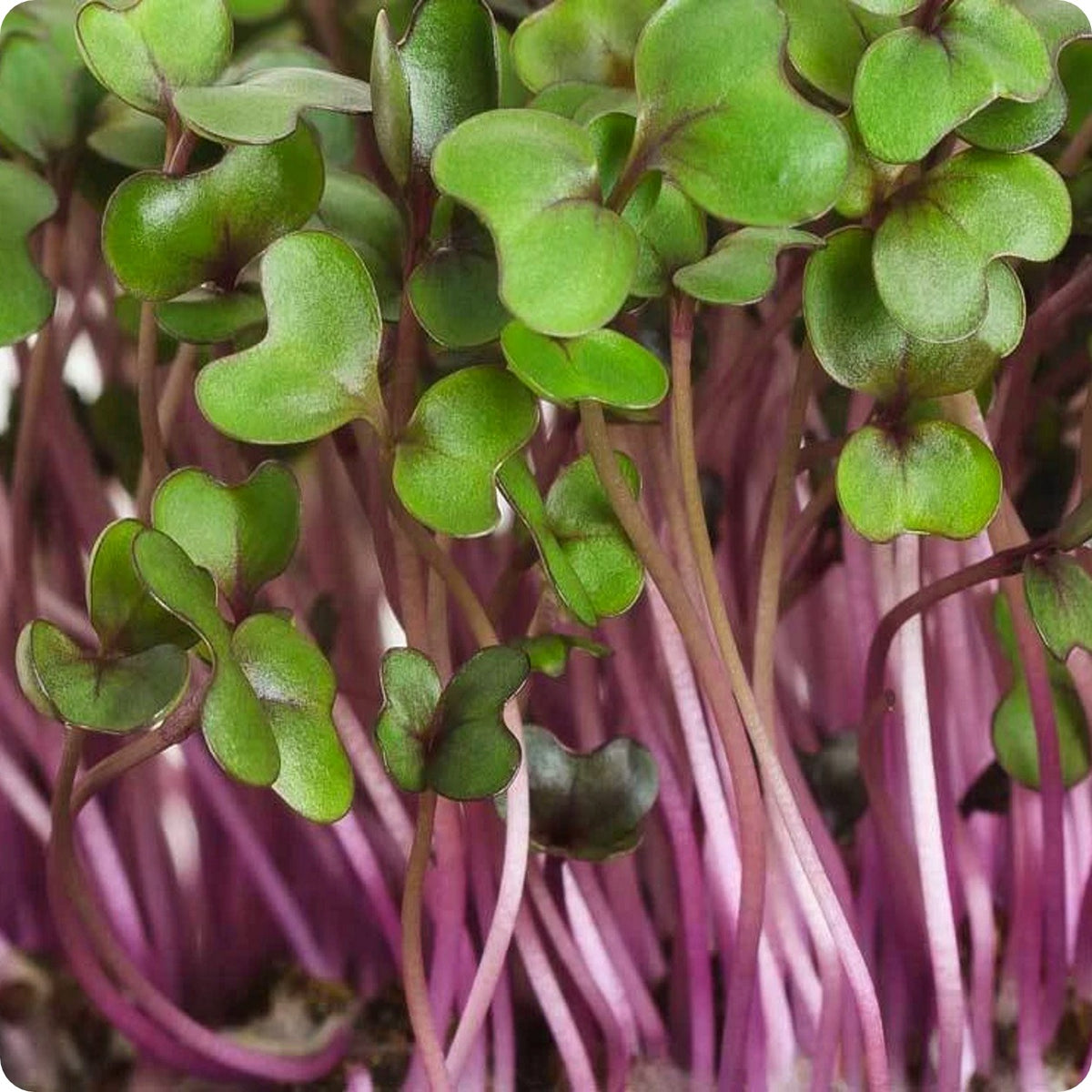 Microgreens – The Incredible Seed Company Ltd