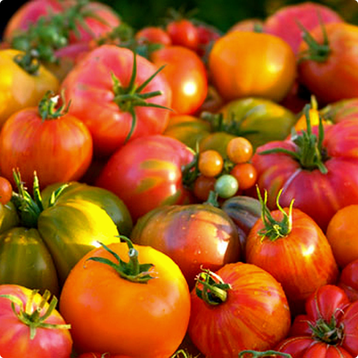 Heirloom Heritage Tomato Seeds Available from a Canadian Seed Company ...