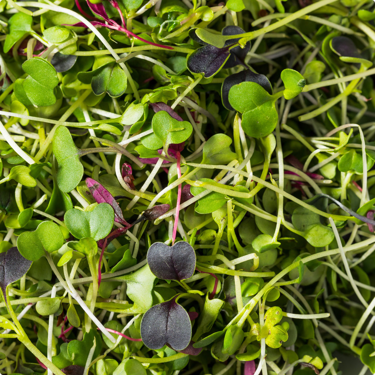 Microgreen Seeds - Colourful blend – The Incredible Seed Company Ltd