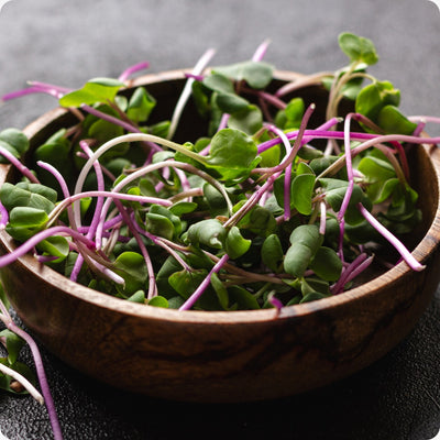 Vegetable, Flower, Herb, and Tree Seeds - The Incredible Seed Company ...