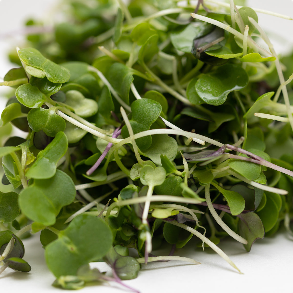 Microgreen Seeds - Mellow Mix – The Incredible Seed Company Ltd