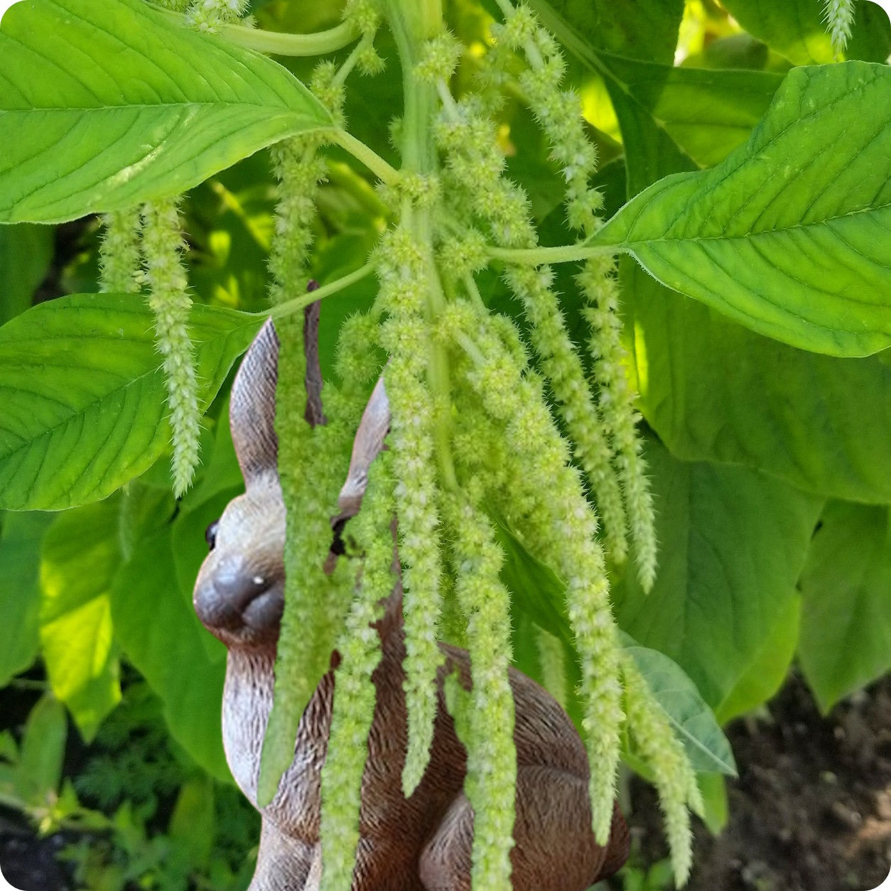 Amaranth Seeds - Emerald Tassels – The Incredible Seed Company Ltd