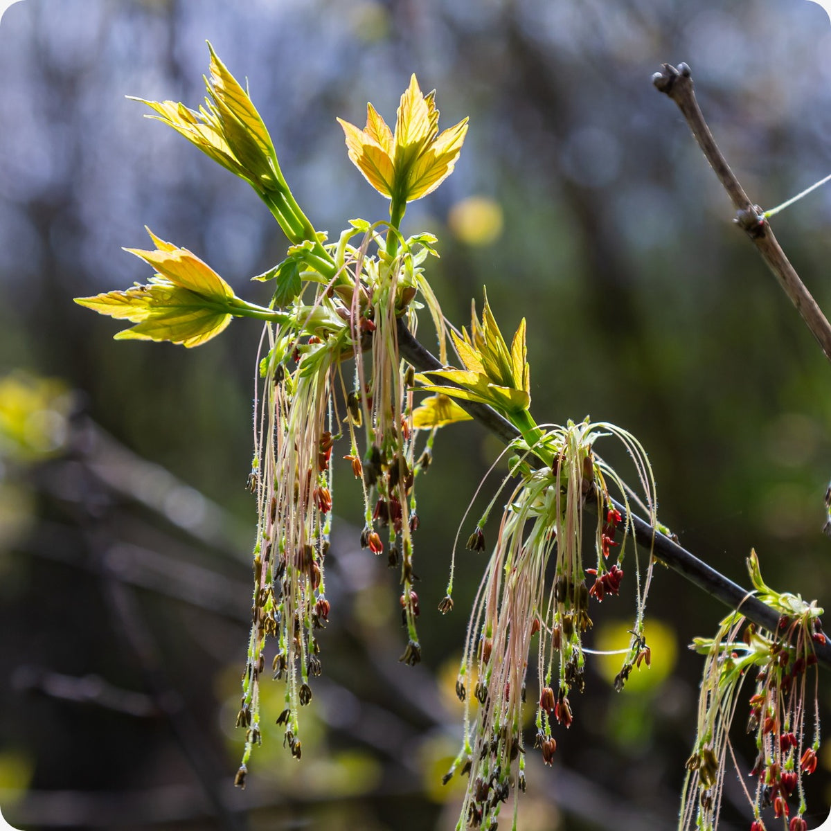 Maple Tree Seeds - Manitoba Ash-Leaved Maple – The Incredible Seed ...