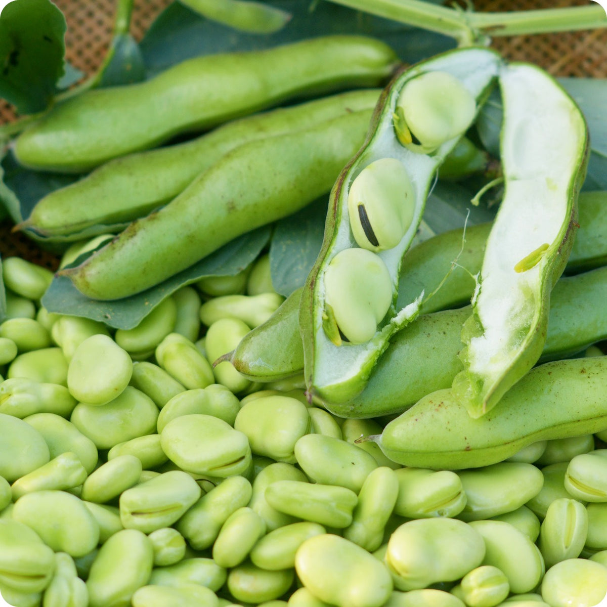 Fava Bean Seeds - Windsor – Heirloom Untreated NON-GMO From Canada ...
