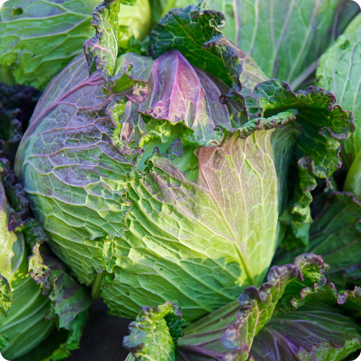 Purple Savoy Cabbage Seeds – Heirloom Untreated NON-GMO From Canada ...