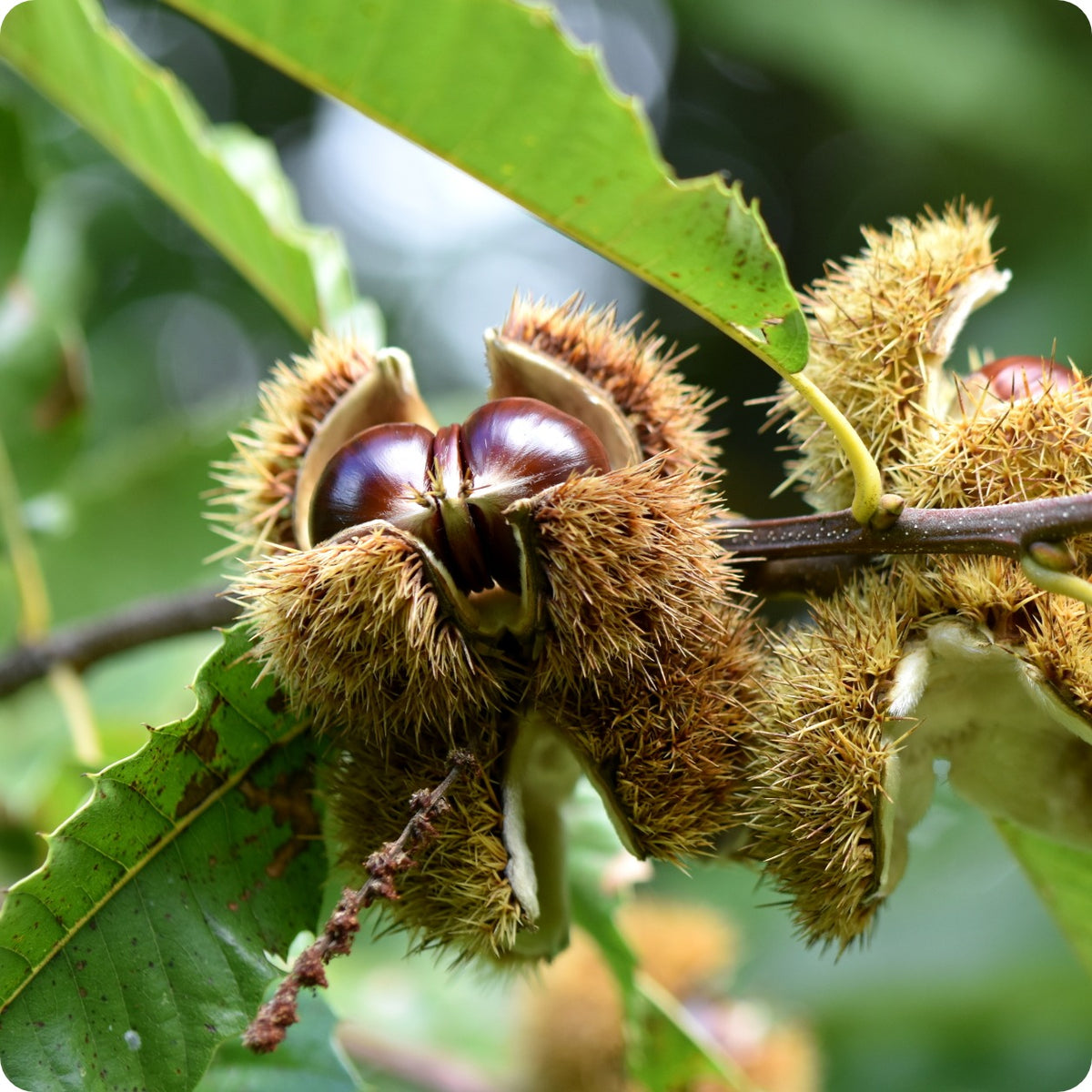 Chestnut Tree Seeds - Sweet European Chestnut – The Incredible Seed ...