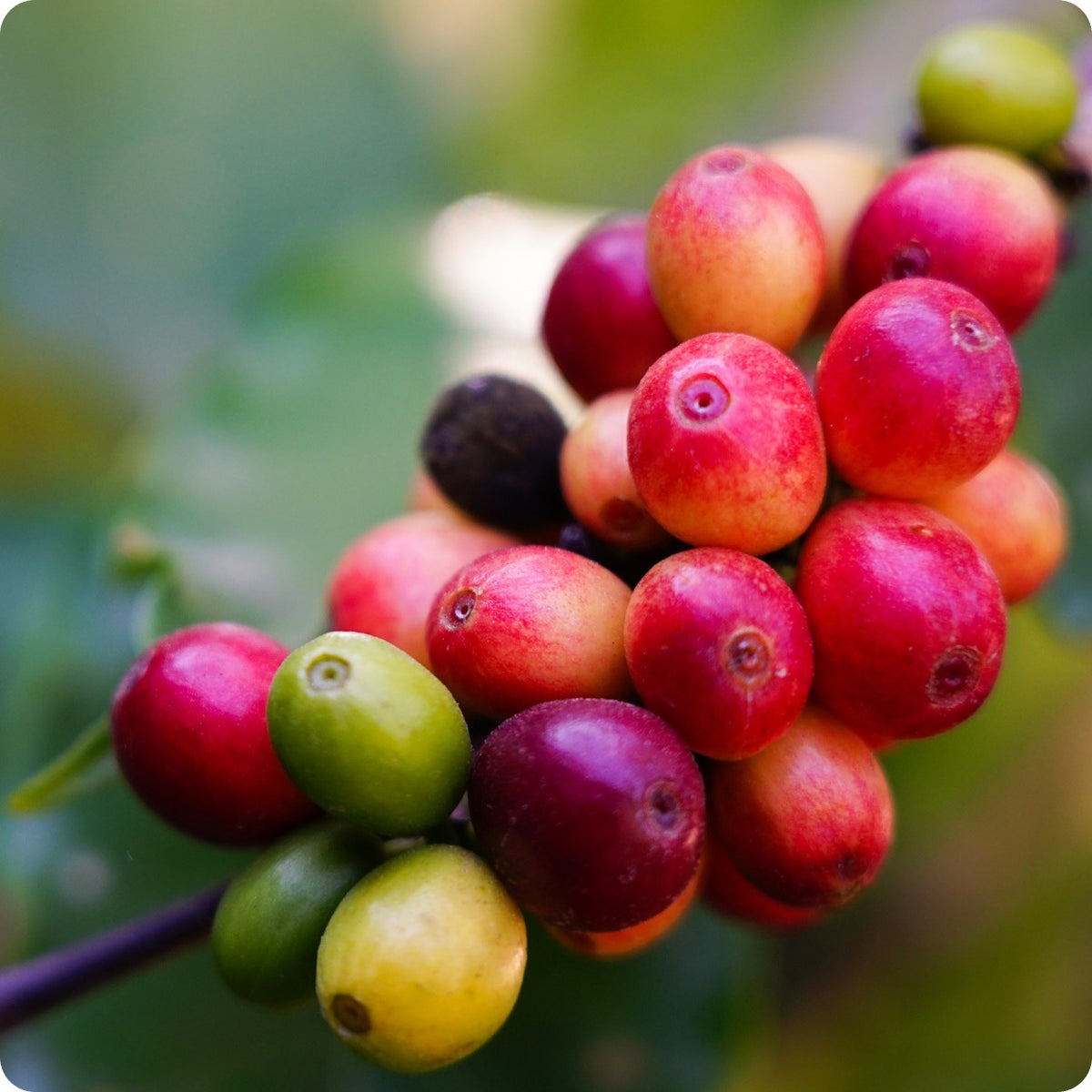 Coffee Seeds - Arabica – The Incredible Seed Company Ltd