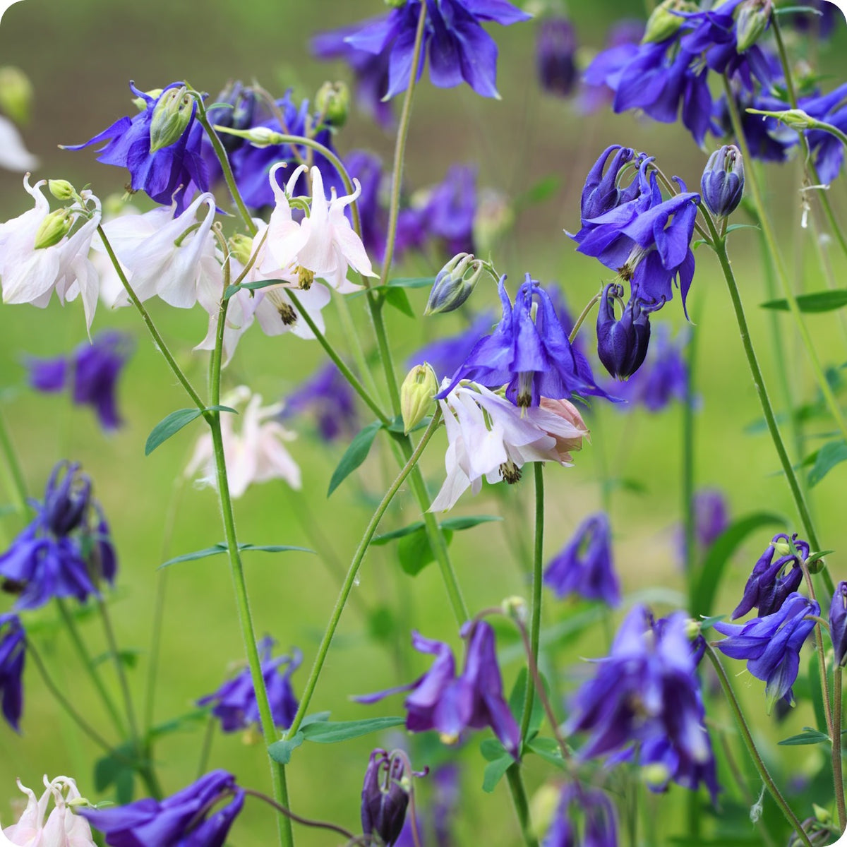 Airm Columbine