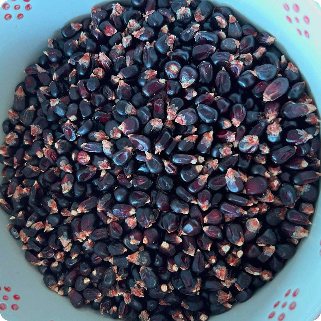 Corn Seeds - Dakota Black Popcorn – The Incredible Seed Company Ltd