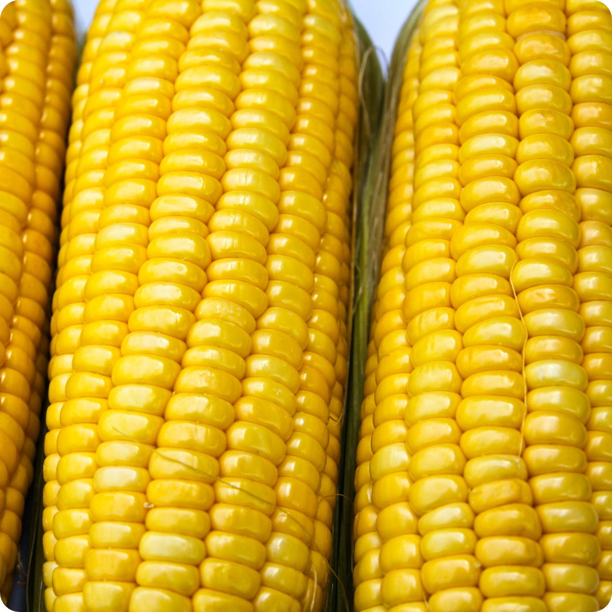 Golden Bantam Corn Seeds – Heirloom Untreated NON-GMO From Canada – The ...