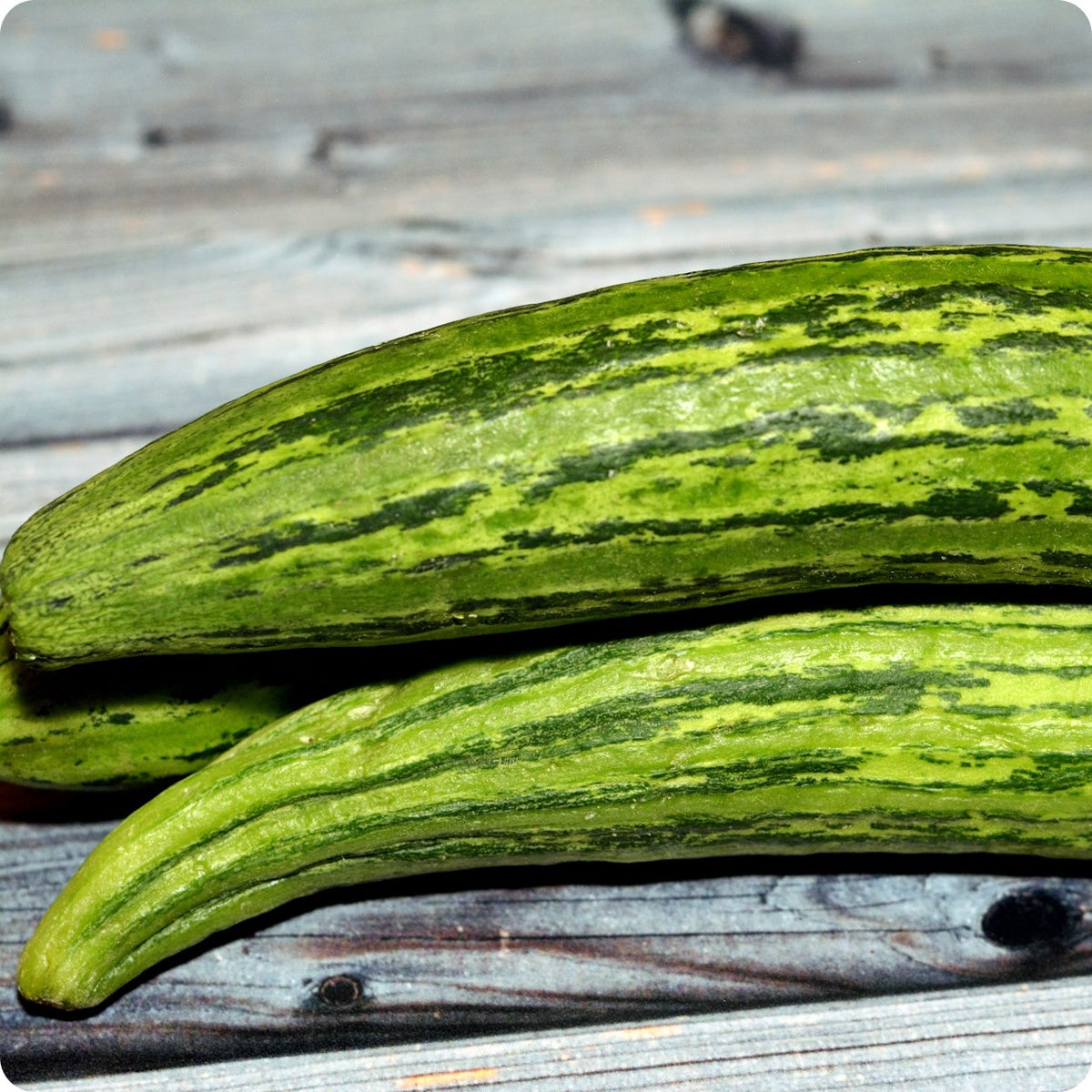 Cucumber Seeds - Striped Armenian – The Incredible Seed Company Ltd