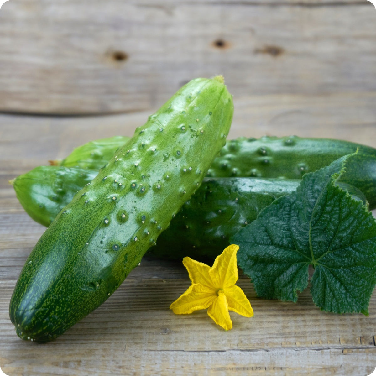 Cucumber Seeds - Boston Pickling – The Incredible Seed Company Ltd