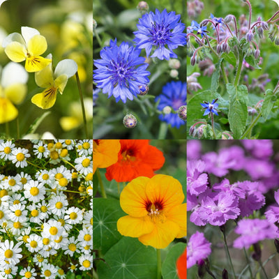 Vegetable Seeds – The Incredible Seed Company Ltd