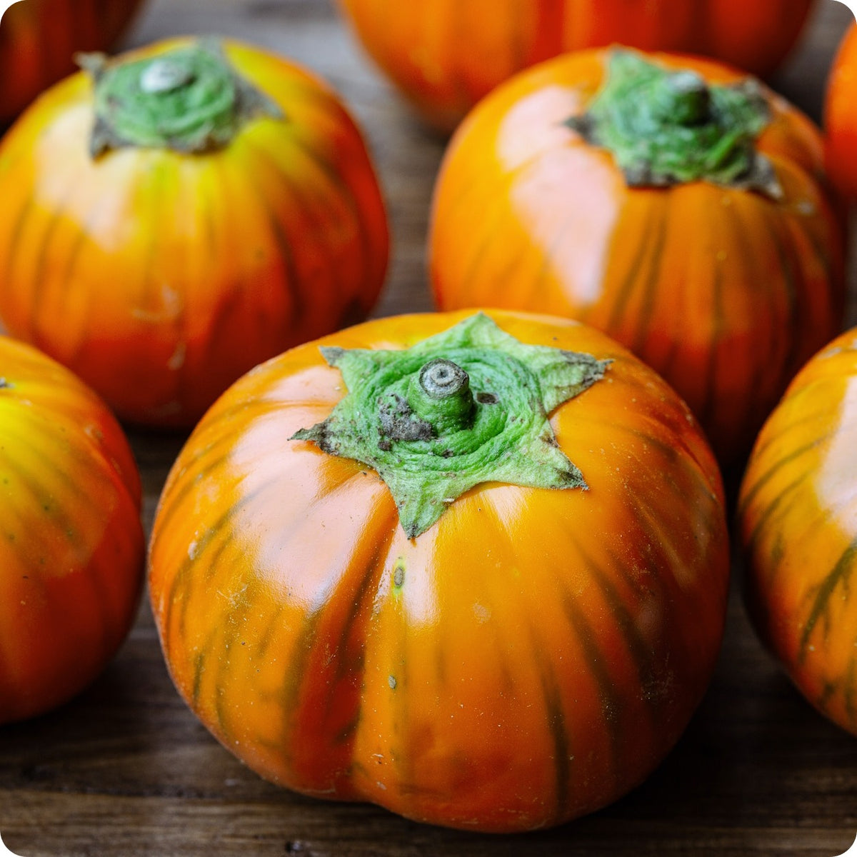 Eggplant Seeds - Turkish Orange – The Incredible Seed Company Ltd