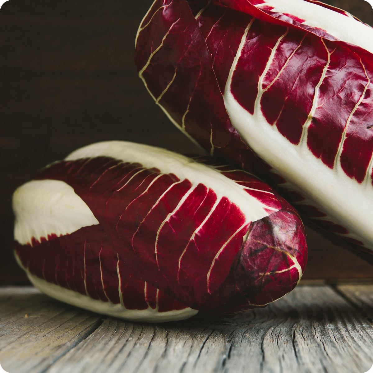 Endive Seeds - Red Treviso – The Incredible Seed Company Ltd
