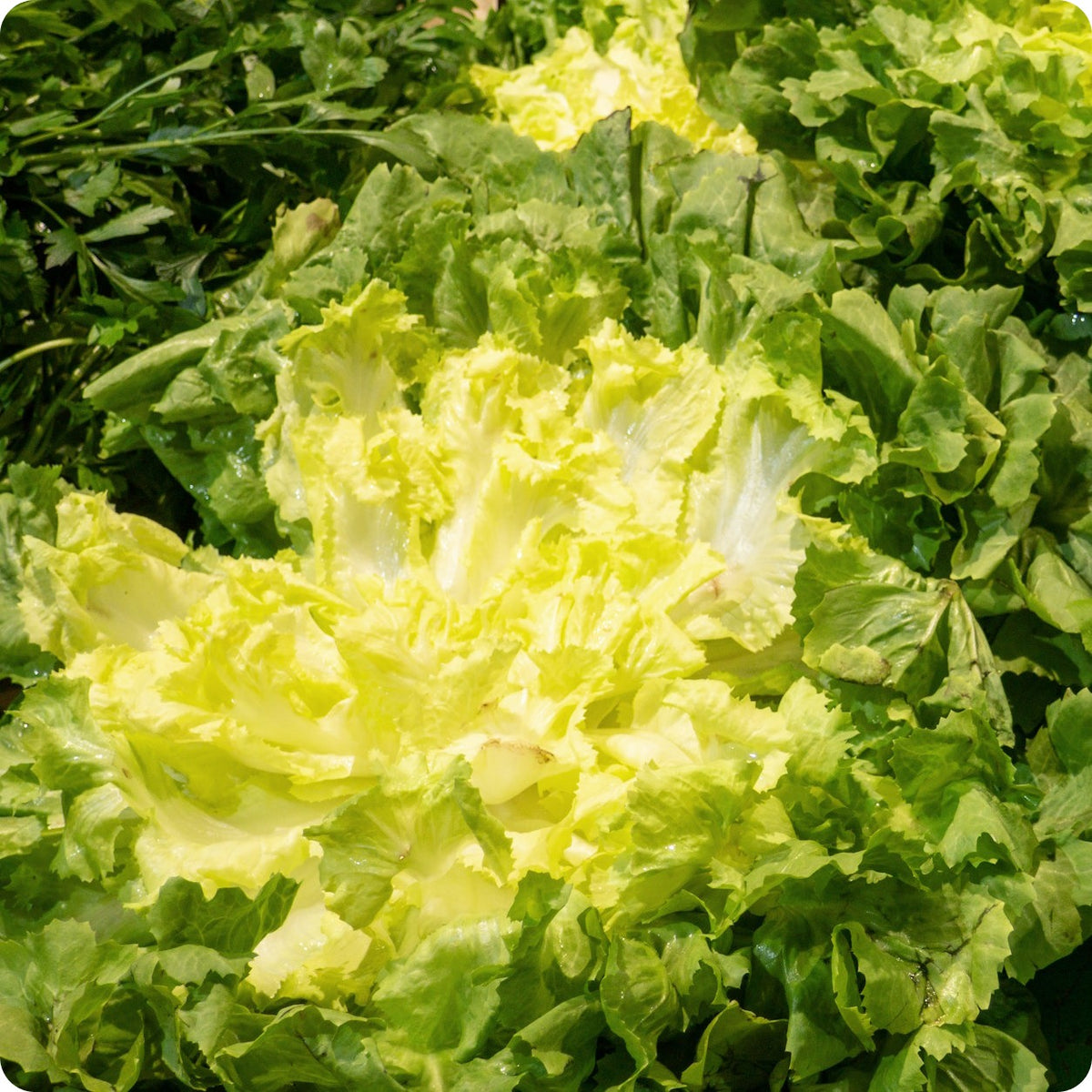 Endive Seeds - Broadleaf Batavian, Escarole – The Incredible Seed ...
