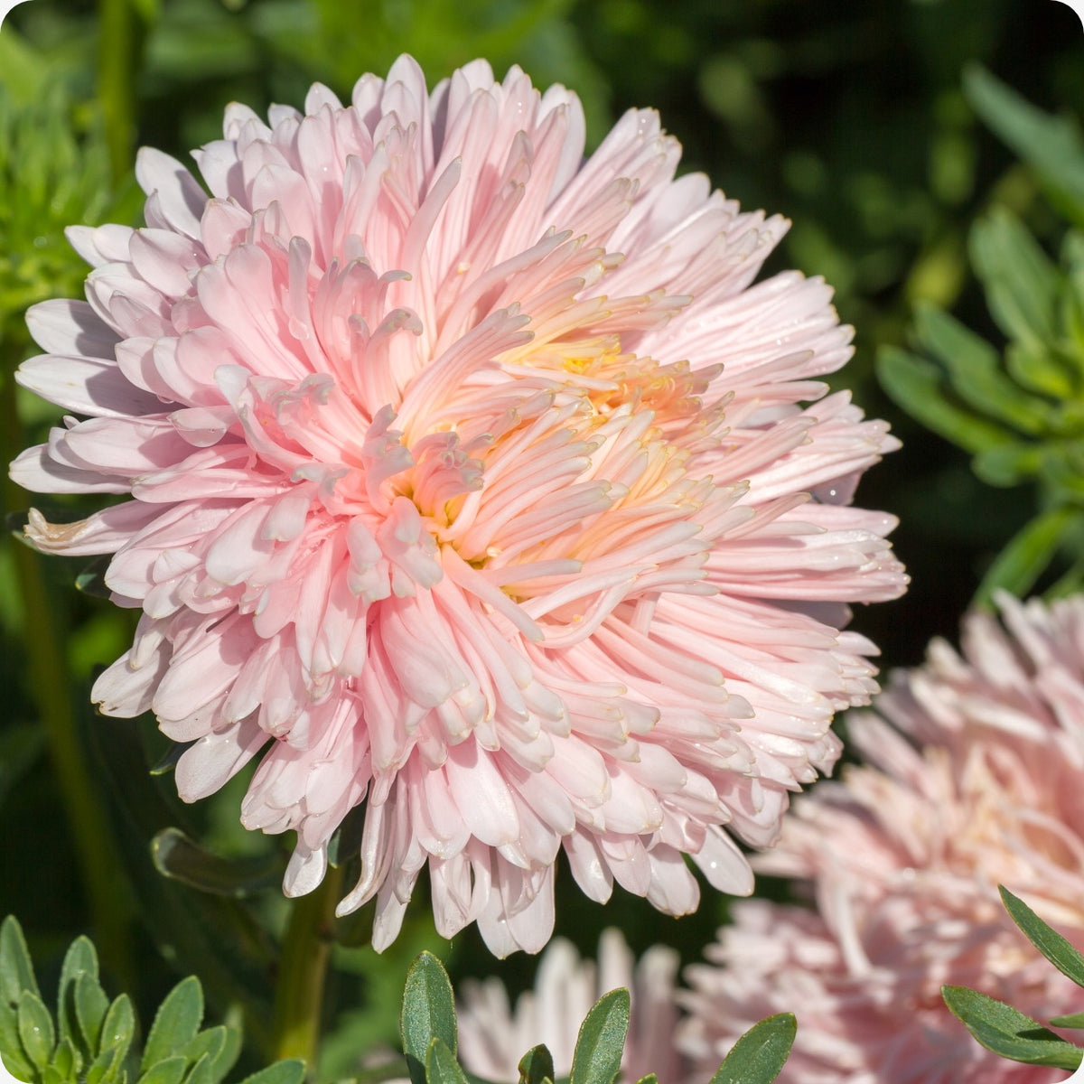 Aster Seeds - King Size Apricot – The Incredible Seed Company Ltd