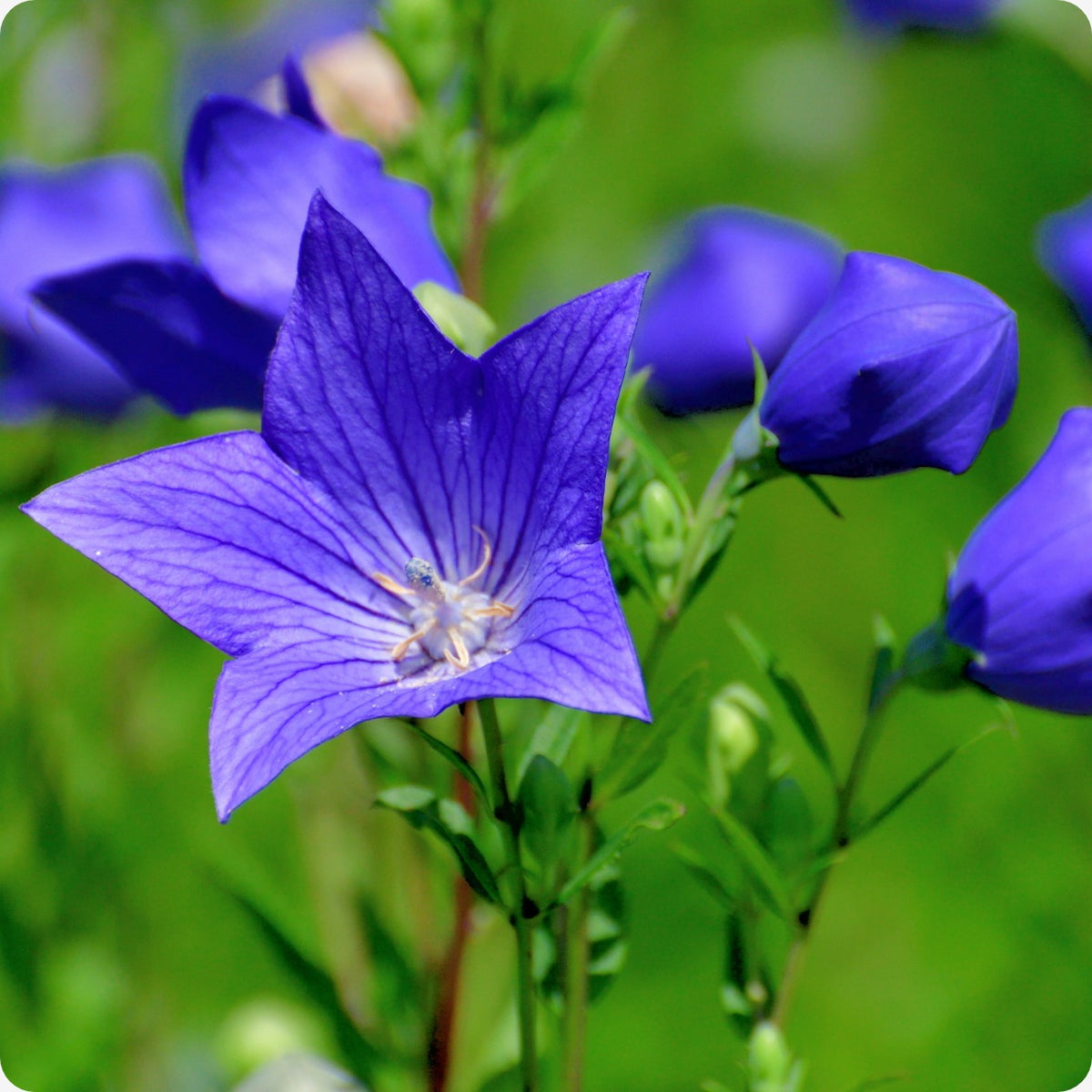 Balloon Flower Seeds – The Incredible Seed Company Ltd