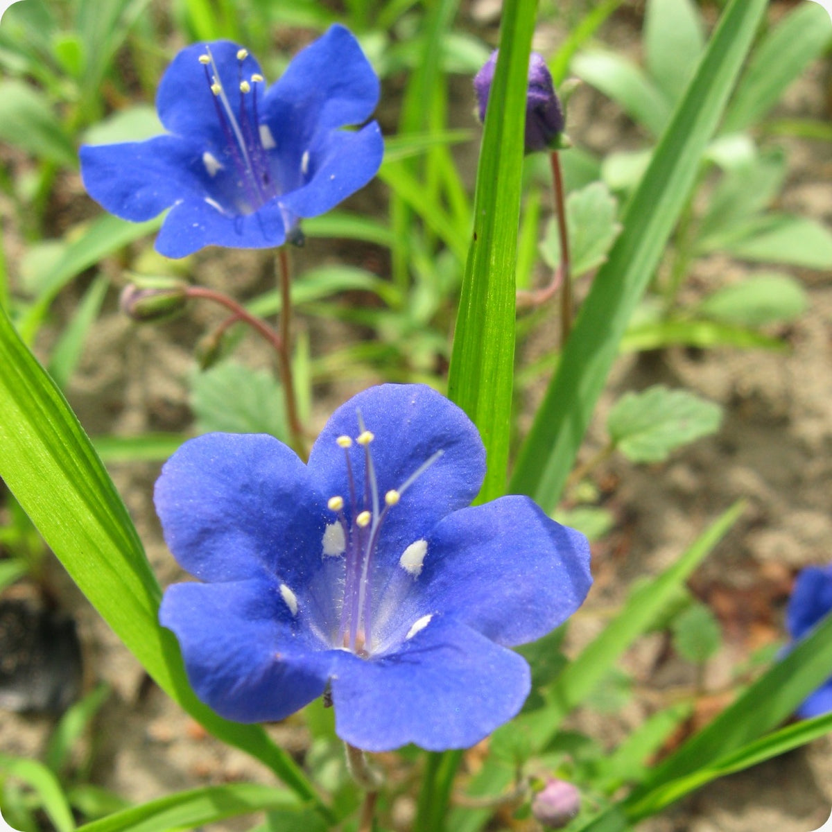 Bluebell Seeds - California Bluebells – The Incredible Seed Company Ltd