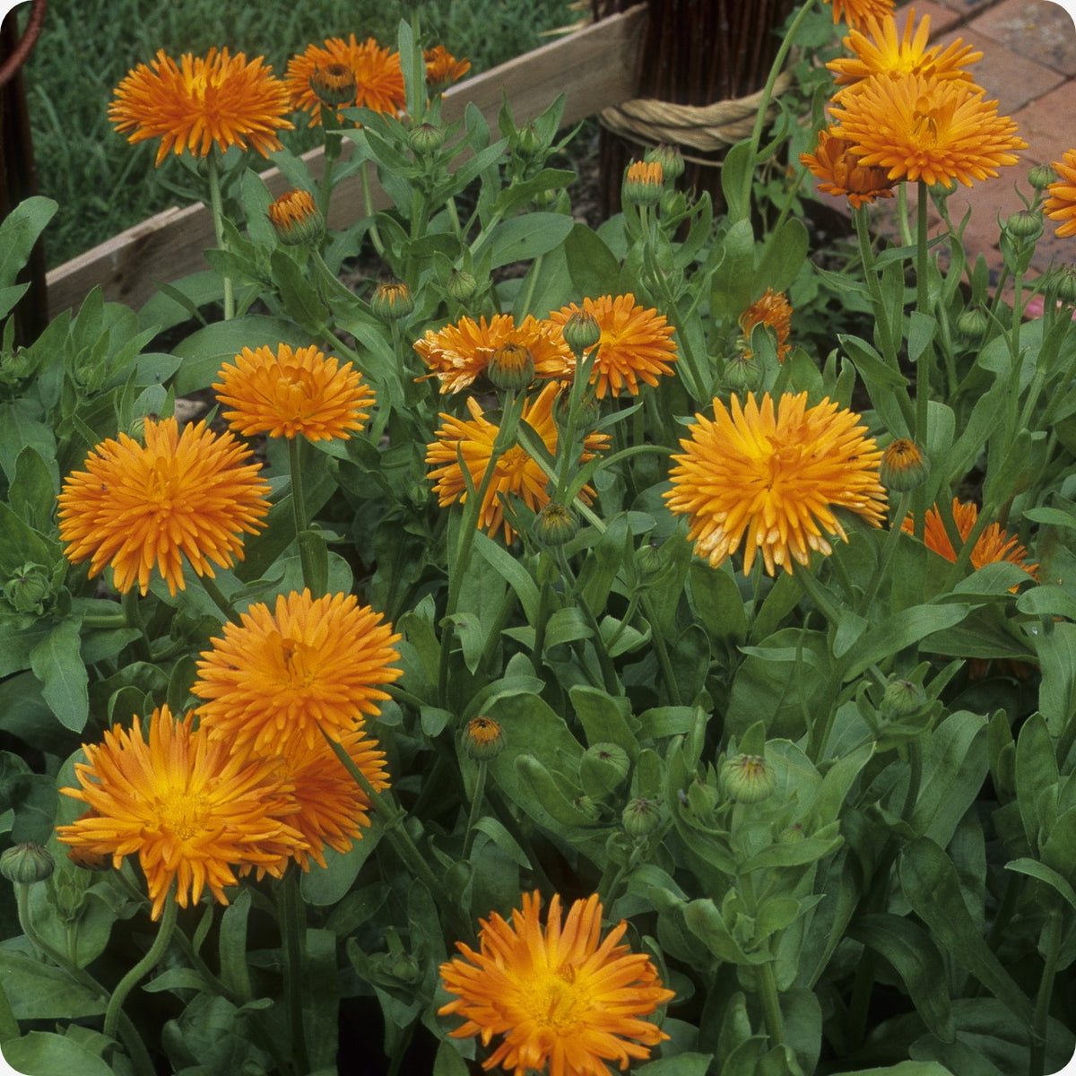 Calendula Seeds - Radio – The Incredible Seed Company Ltd