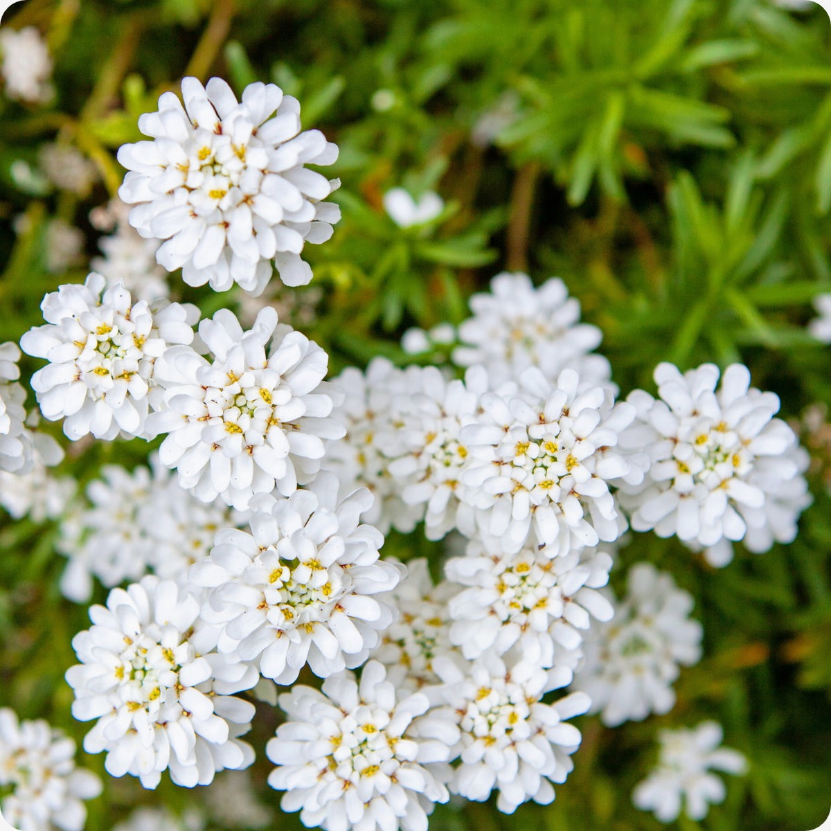 Candytuft Seeds - White Pinnacle – The Incredible Seed Company Ltd