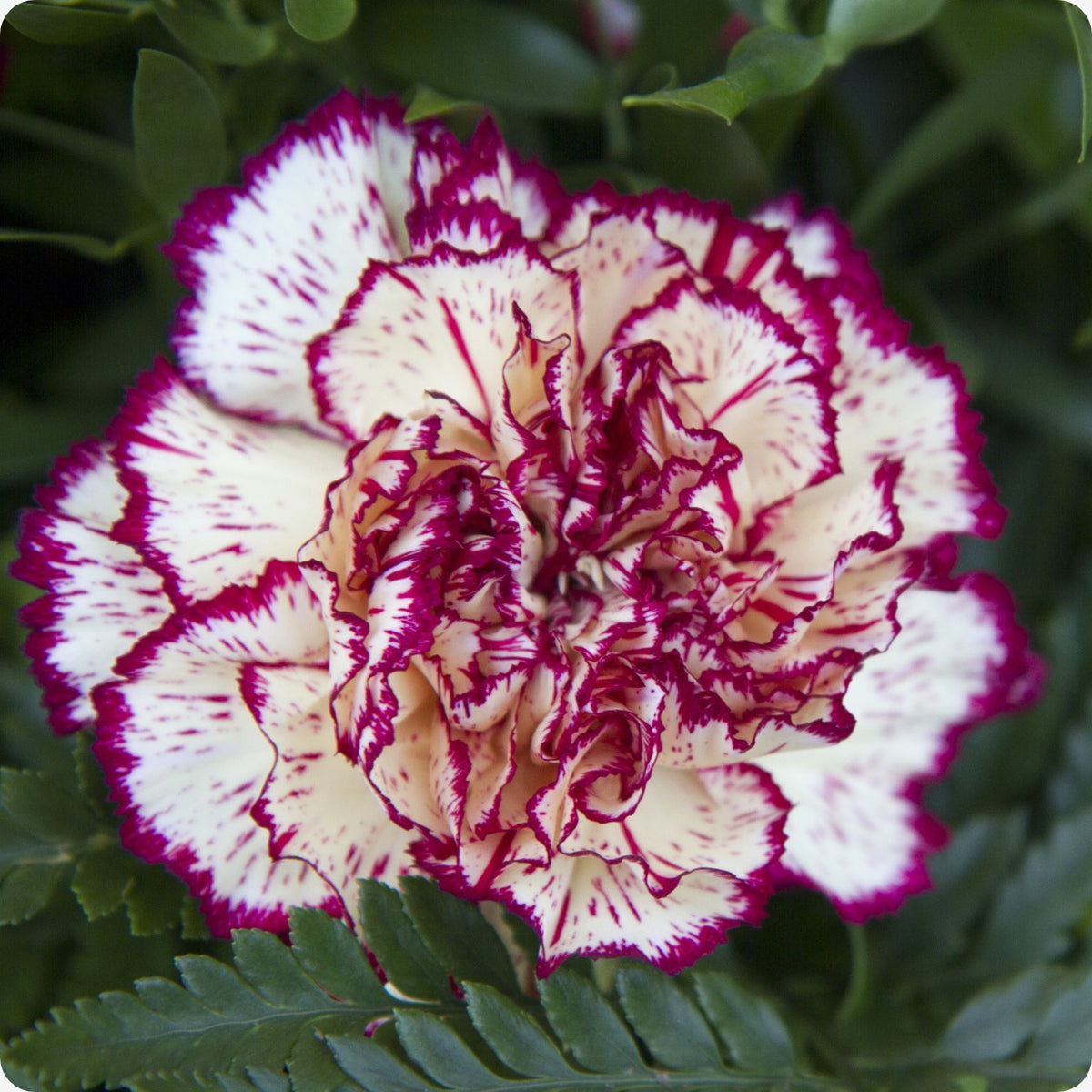 Dianthus Seeds - Chabaud Benigna – The Incredible Seed Company Ltd