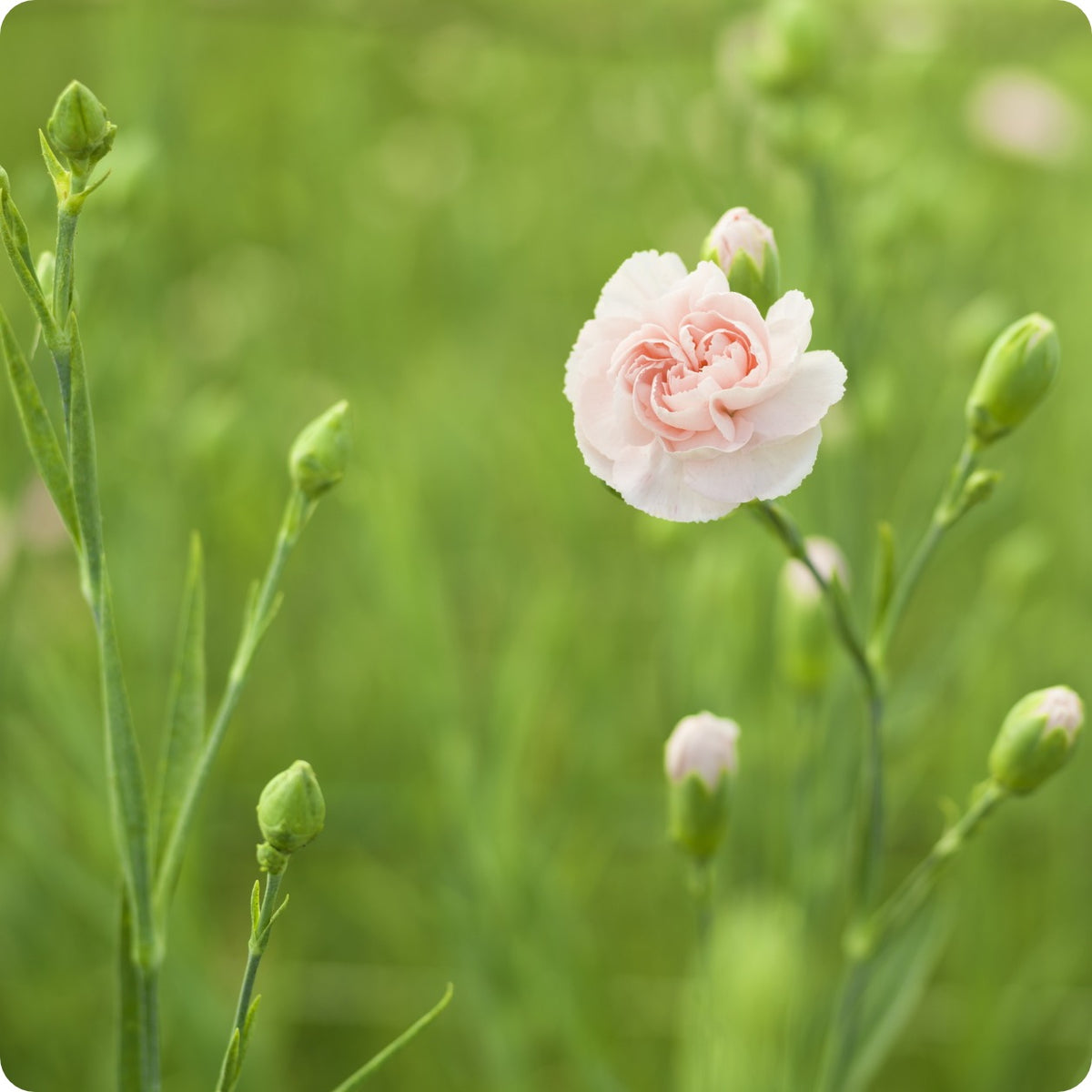 Dianthus Seeds - Chabaud La France – The Incredible Seed Company Ltd