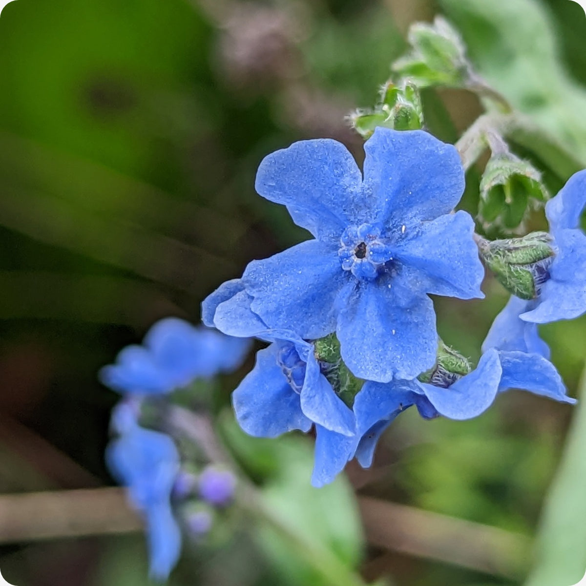 Forget-Me-Not Seeds - Chinese Forget-Me-Not – The Incredible Seed ...