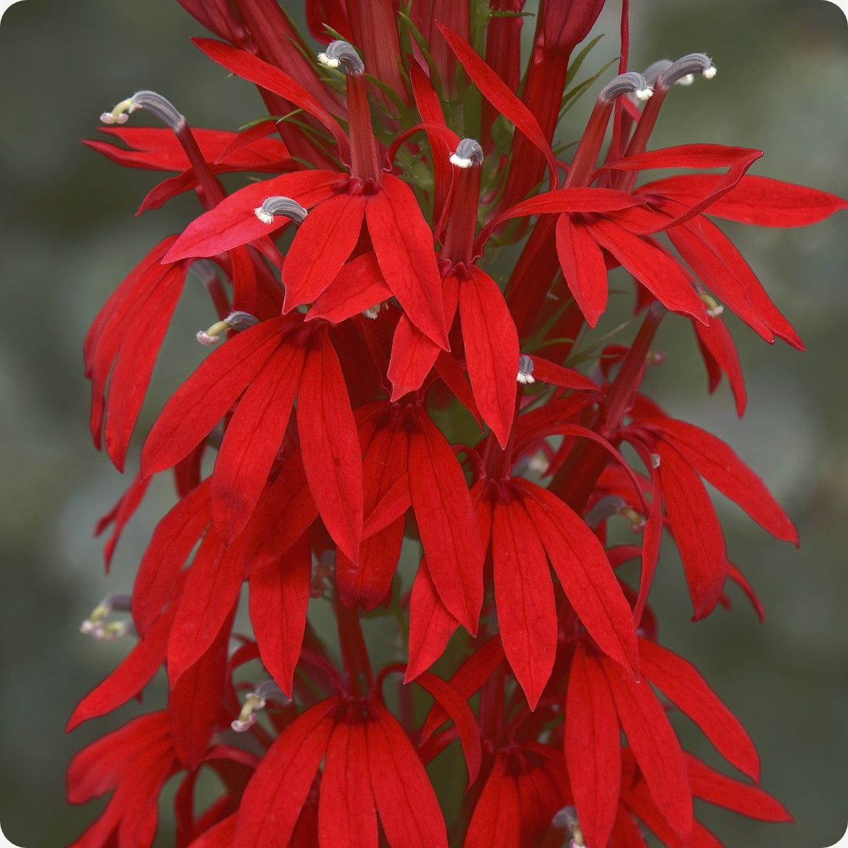Lobelia Seeds - Red Cardinal – The Incredible Seed Company Ltd