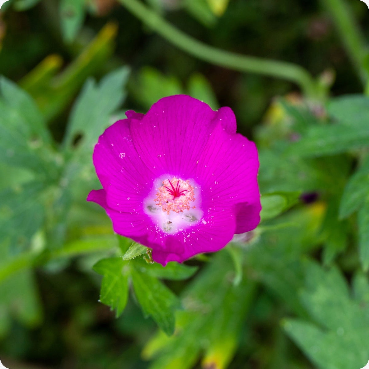 Mallow Seeds - Purple Poppy – The Incredible Seed Company Ltd