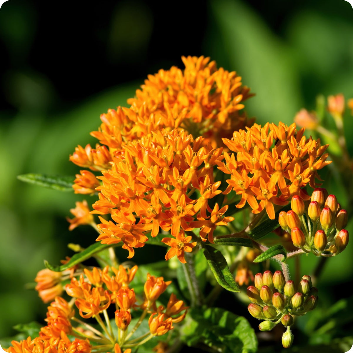 Butterfly Milkweed Plant High Country Gardens | Want To Grow Milkweed