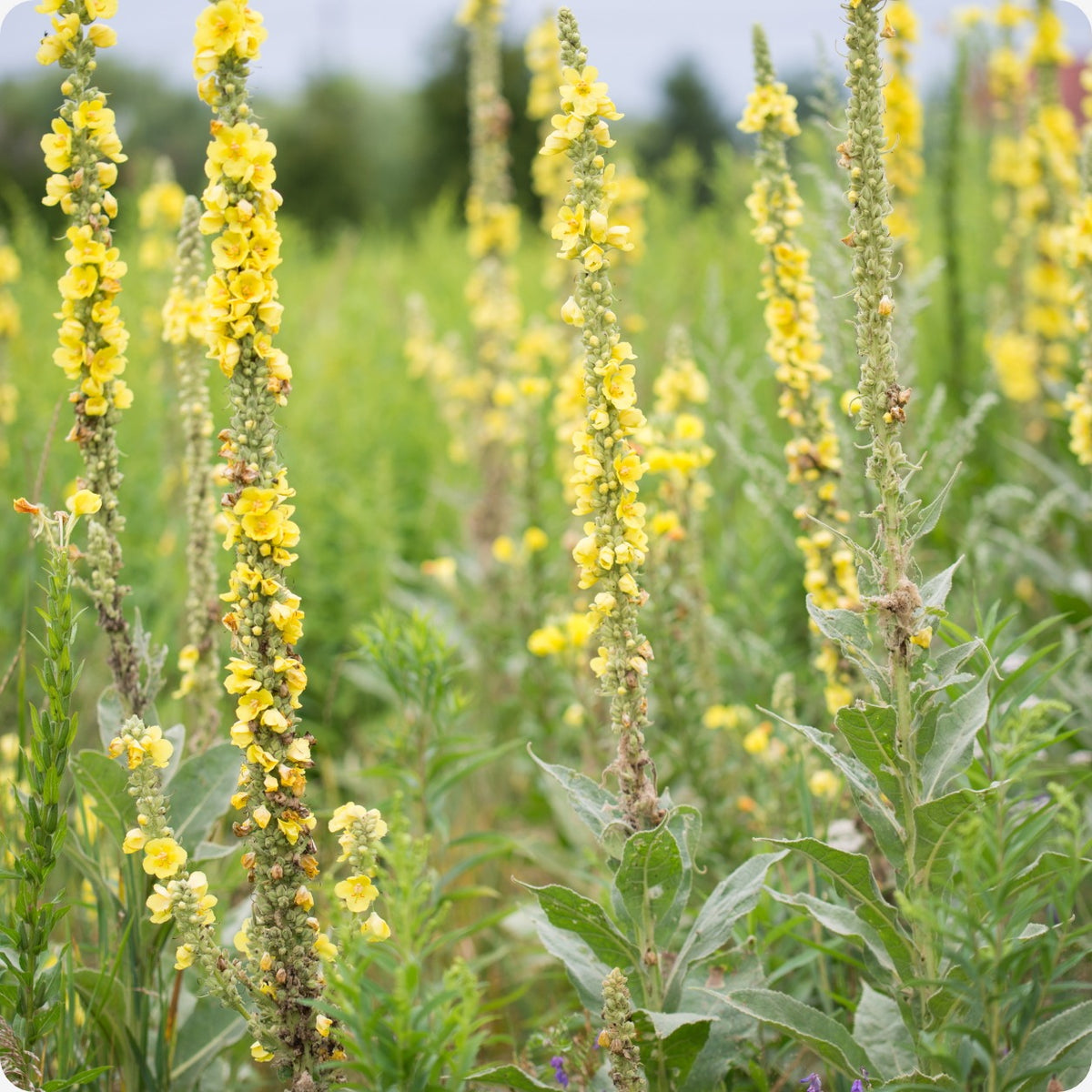 Great Mullein – Heirloom Untreated NON-GMO From Canada – The Incredible ...