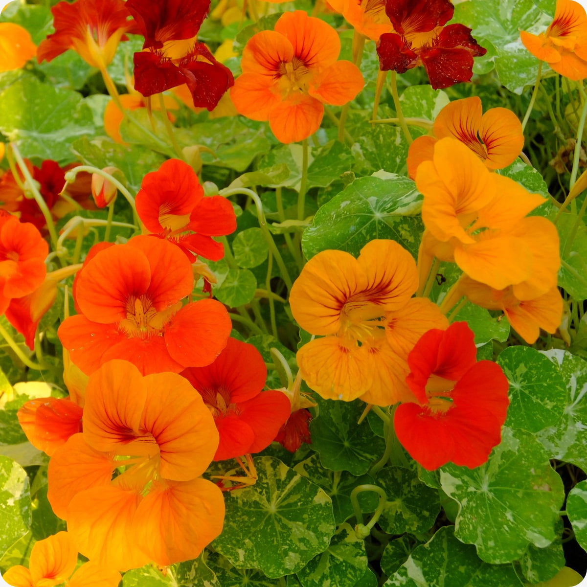 Extraordinary Nasturtium Alaska Mix Pictures
