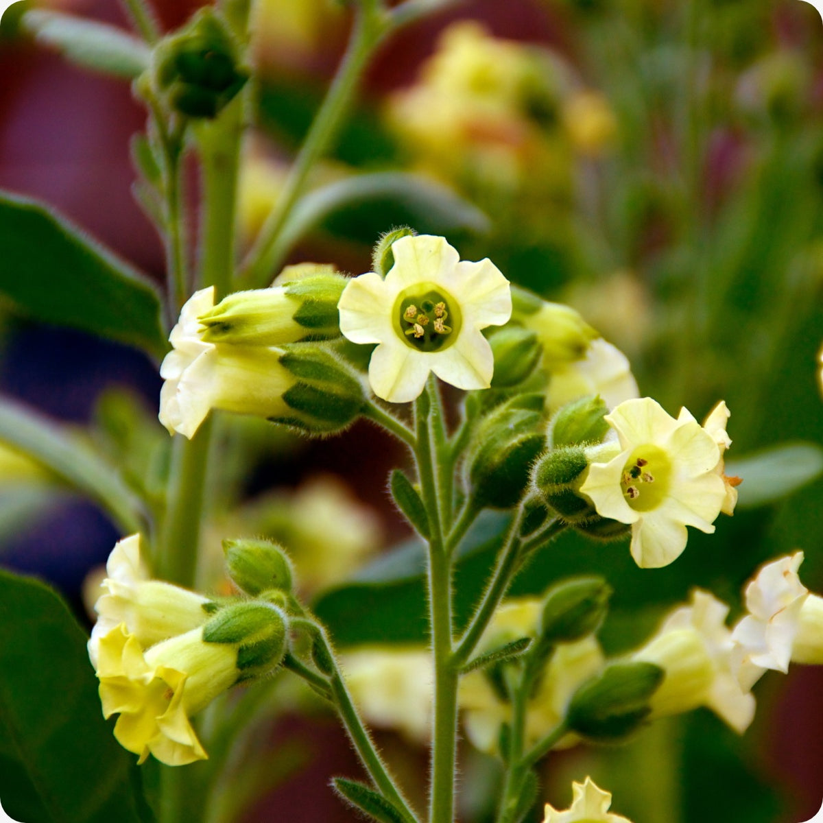 Nicotiana Seeds - Aztec – The Incredible Seed Company Ltd