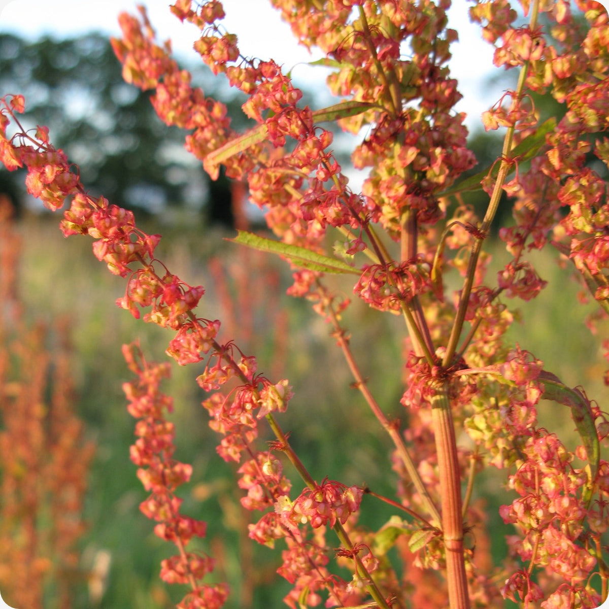 Orach Seeds - Ruby Gold – The Incredible Seed Company Ltd