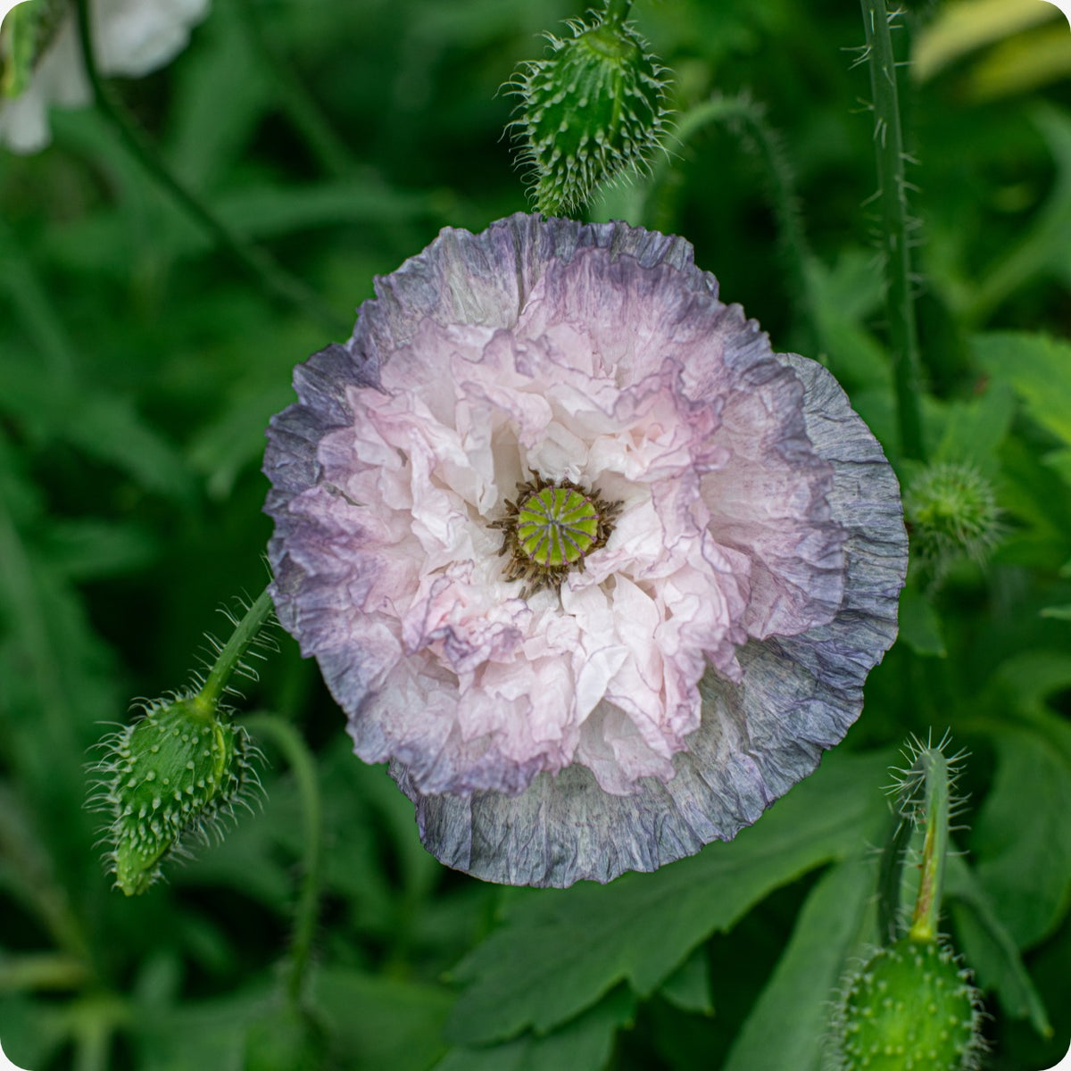Poppy Seeds - Amazing Grey – The Incredible Seed Company Ltd