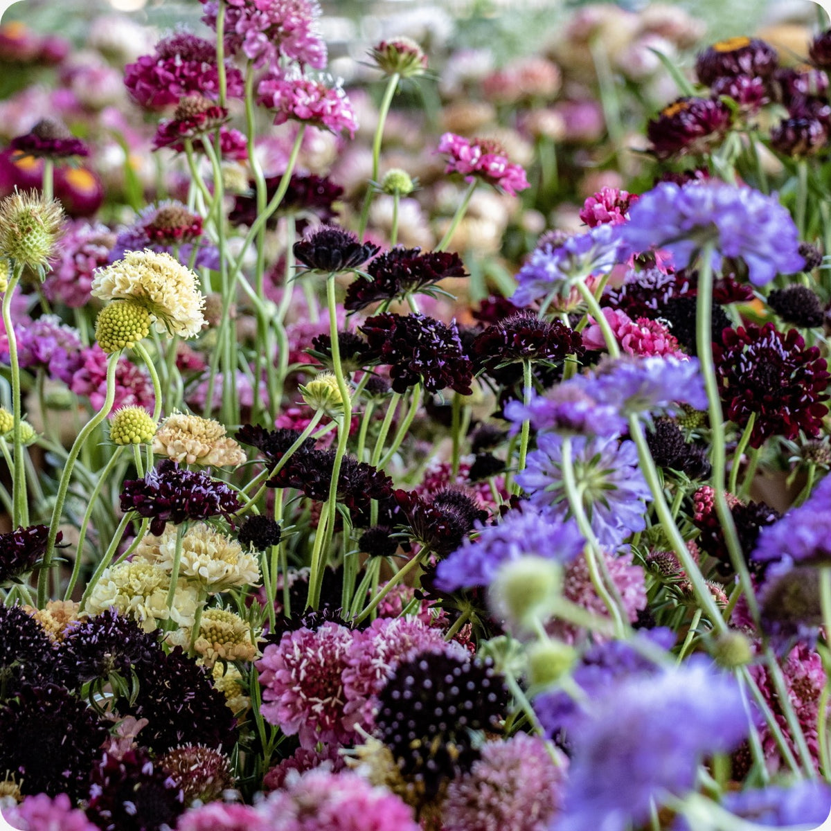 Scabiosa Seeds - Pincushion Mix – The Incredible Seed Company Ltd