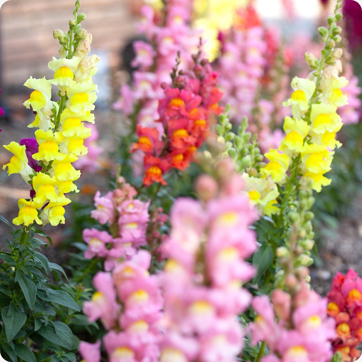 Snapdragon Seeds - Maxi Mix – The Incredible Seed Company Ltd