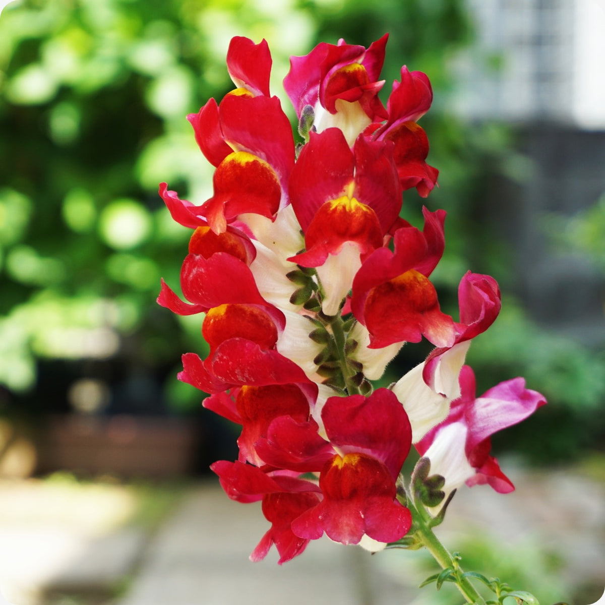 Snapdragon Seeds - Night & Dawn – The Incredible Seed Company Ltd