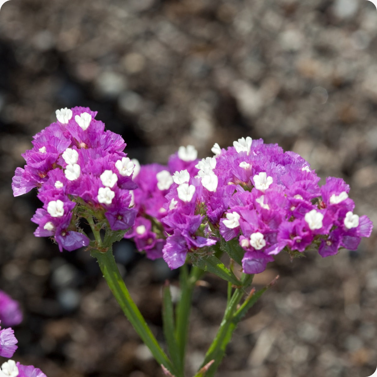 Statice Seeds - Deep Rose – The Incredible Seed Company Ltd