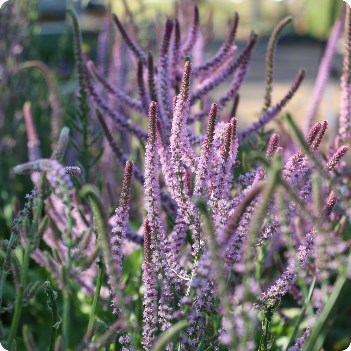 Statice Seeds - Pink Pokers – The Incredible Seed Company Ltd