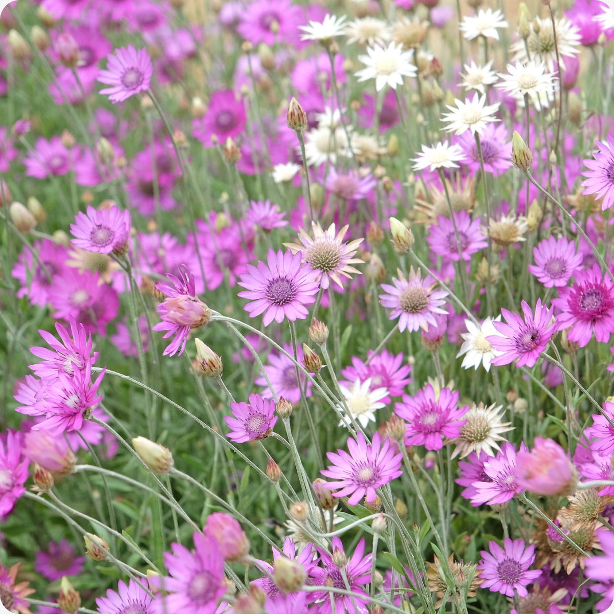 Xeranthemum (Everlasting Flower) Seeds - Mixed Colours – The Incredible ...