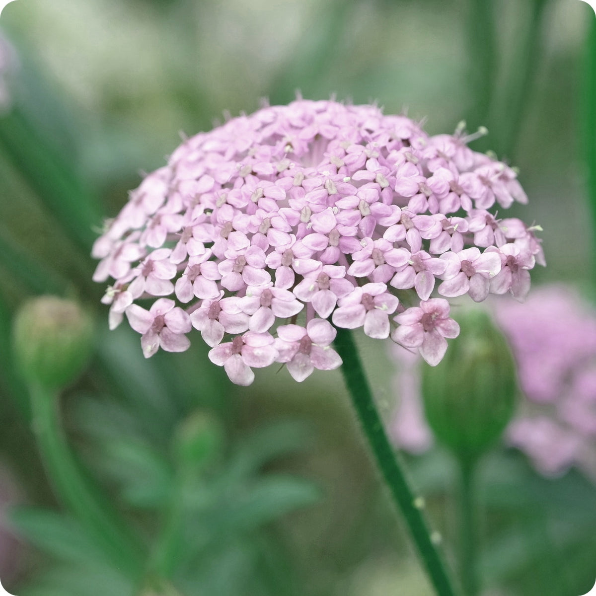 Didiscus Seeds - Pink Lace Flower – The Incredible Seed Company Ltd